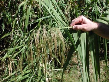 How to Control Common Reed - AquaPlant: Management of Pond Plants & Algae