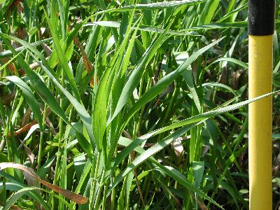 Panic grass store