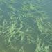 Southern Watergrass - AquaPlant: Management of Pond Plants & Algae