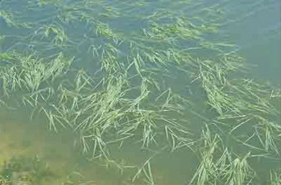 How to Control Southern Watergrass - AquaPlant: Management of Pond ...