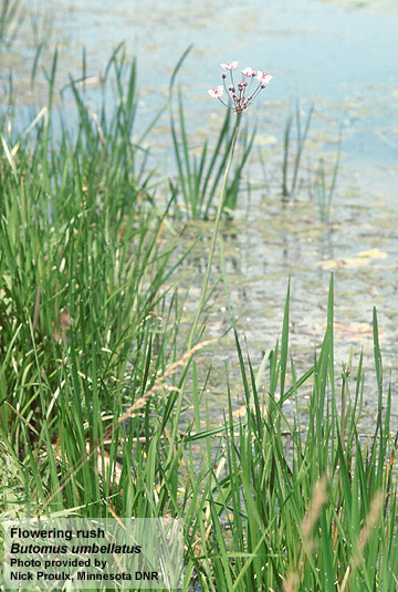 How to Control Flowering Rush - AquaPlant: Management of Pond Plants ...