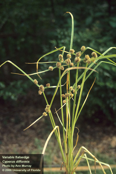 Variable Flat Sedge - AquaPlant: Management of Pond Plants & Algae
