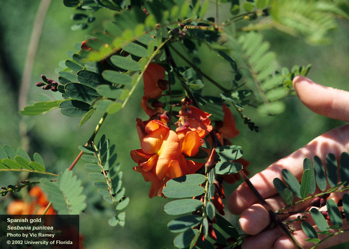 Rattlebox - AquaPlant: Management of Pond Plants & Algae