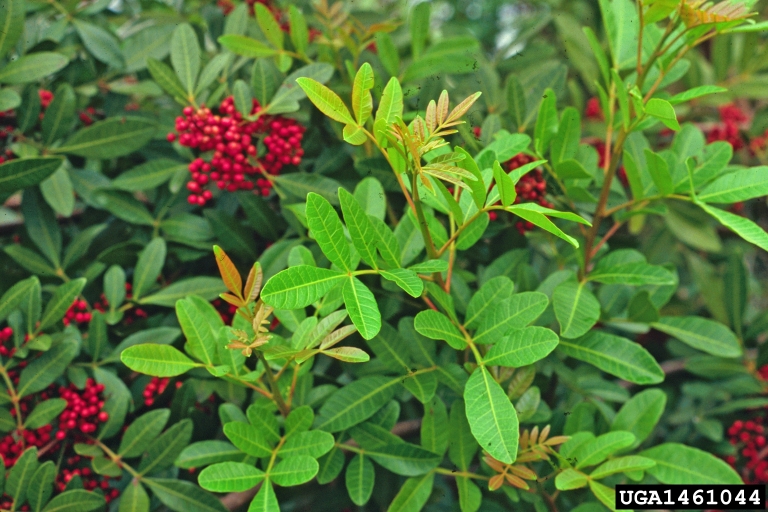 Brazilian Pepper Tree - AquaPlant: Management of Pond Plants & Algae