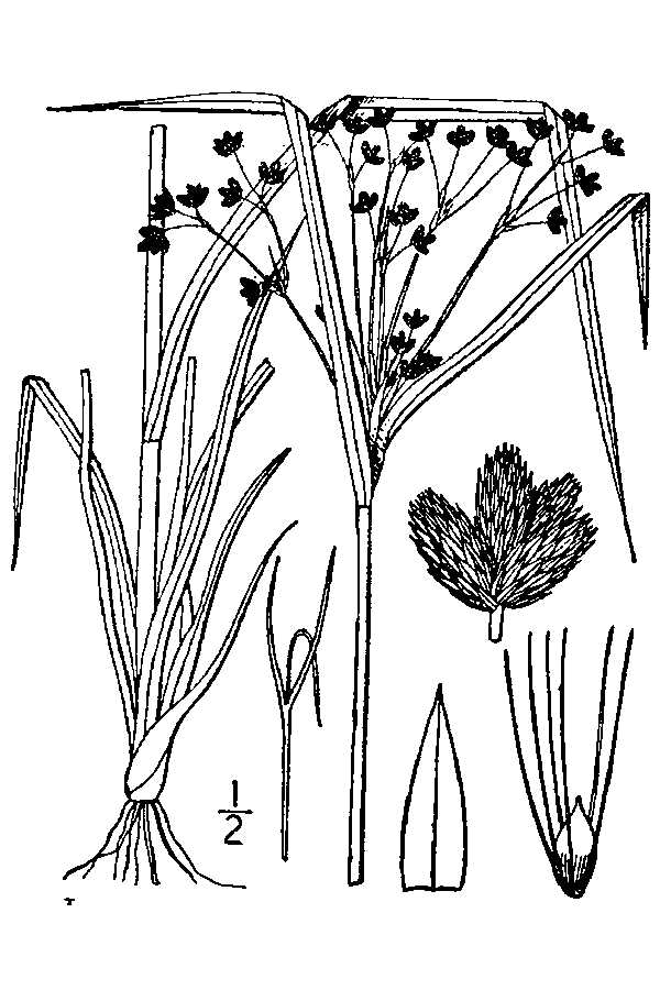 Woolgrass (Bulrush) - AquaPlant: Management of Pond Plants & Algae